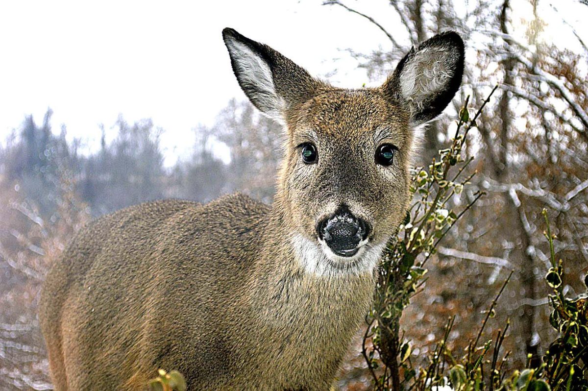 Mt. Lebanon deer hunt out of control - The Almanac